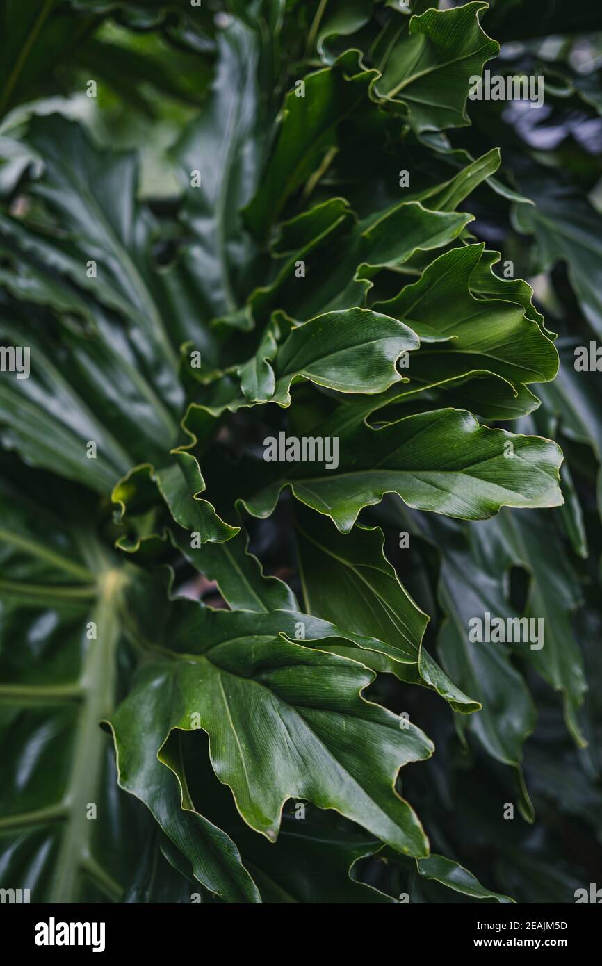 Macro monstera leaves or green Monstera Deliciosa, Monstera, palm ...