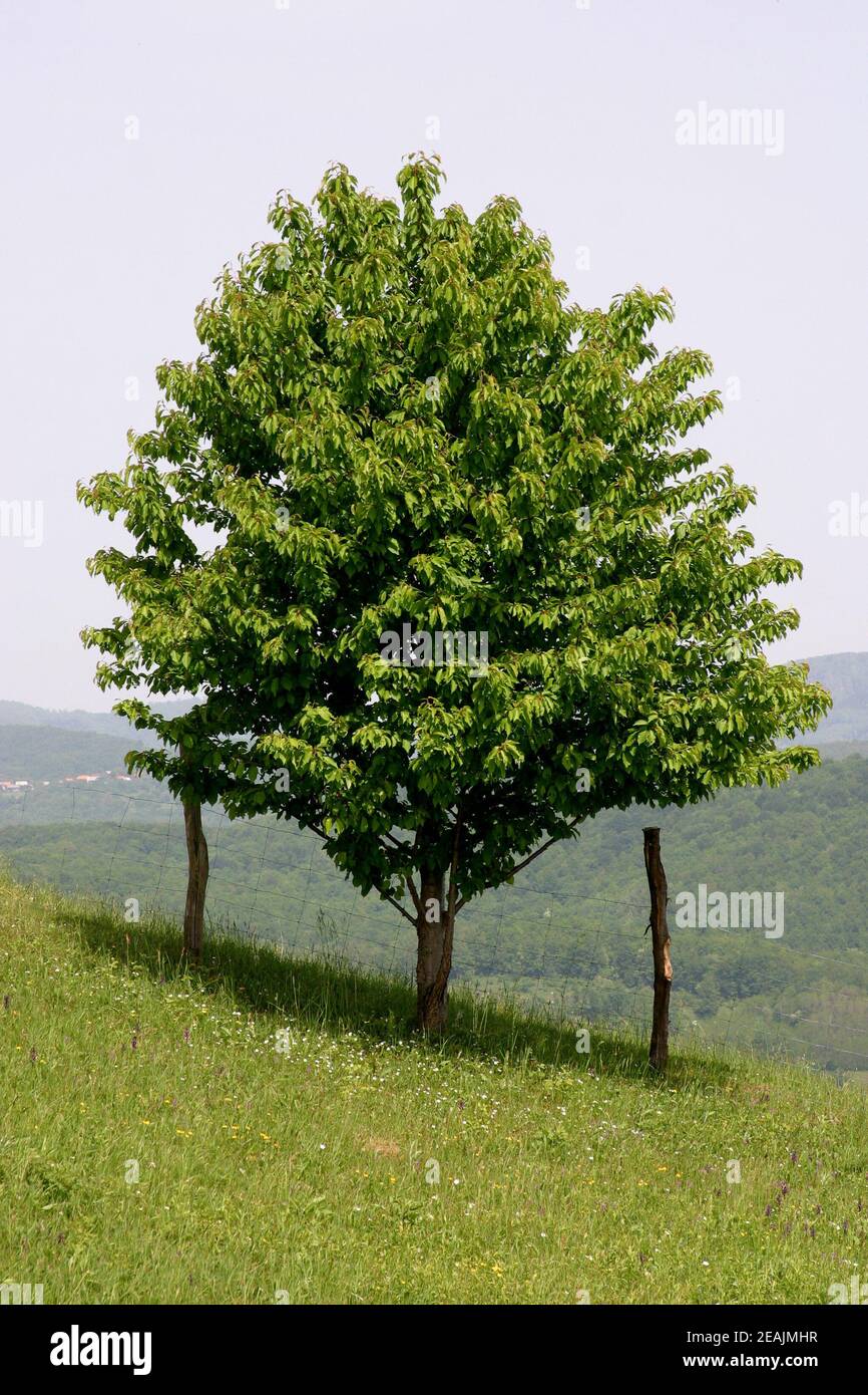 Stand alone tree hi-res stock photography and images - Alamy