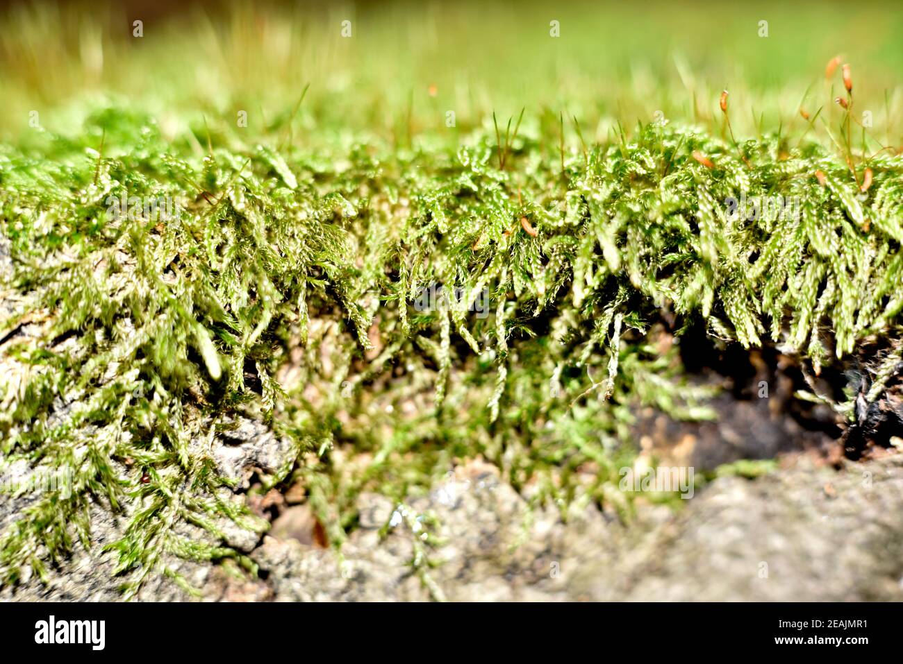 Moss enlarged hi-res stock photography and images - Alamy