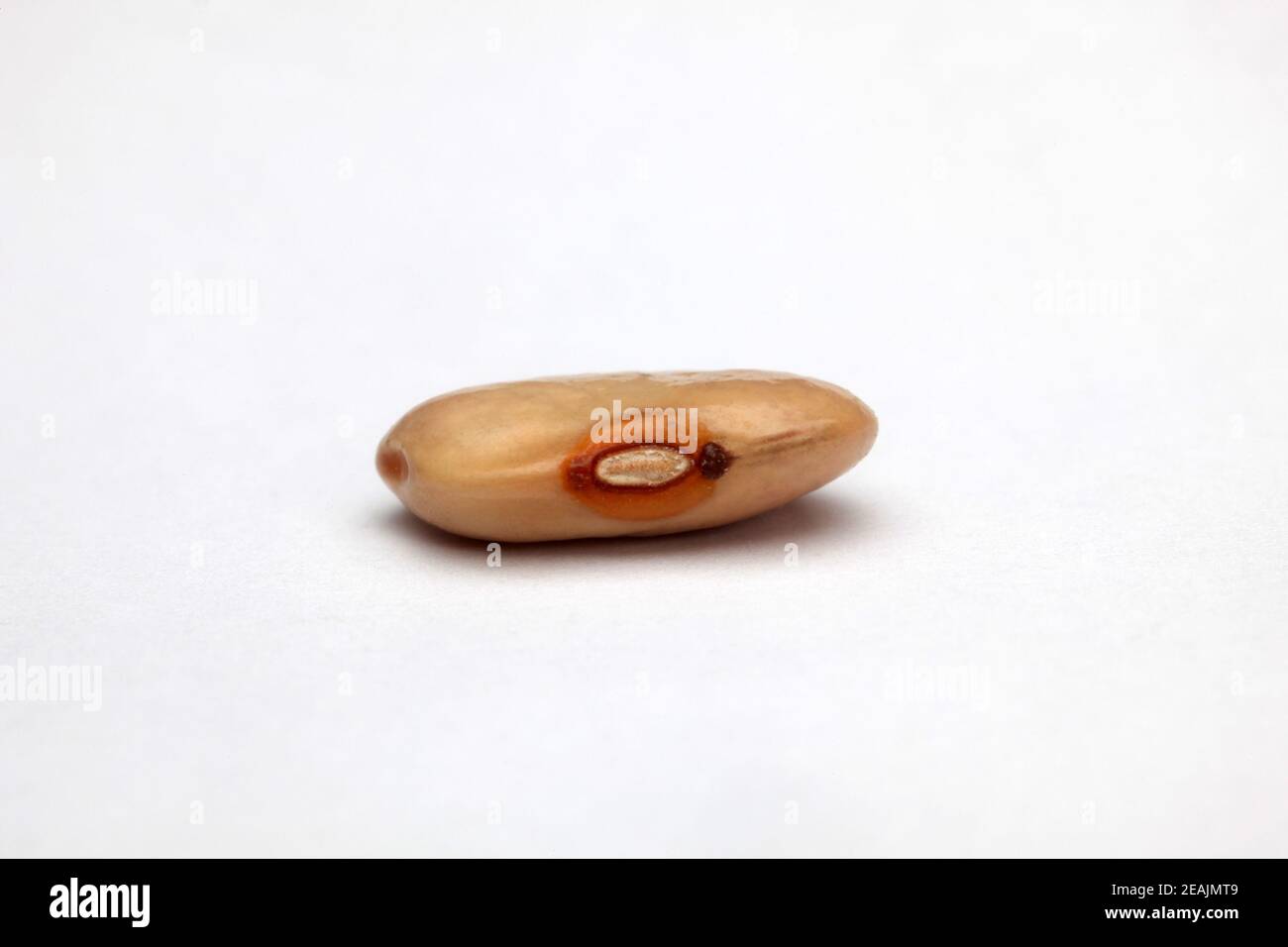 Bean on white background Stock Photo - Alamy