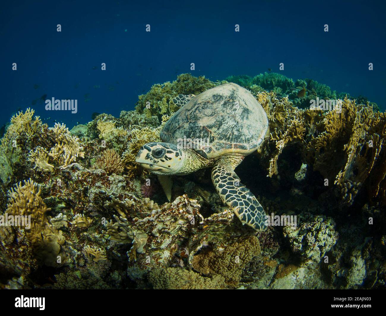 Hawksbill sea turtle red sea hi-res stock photography and images - Alamy