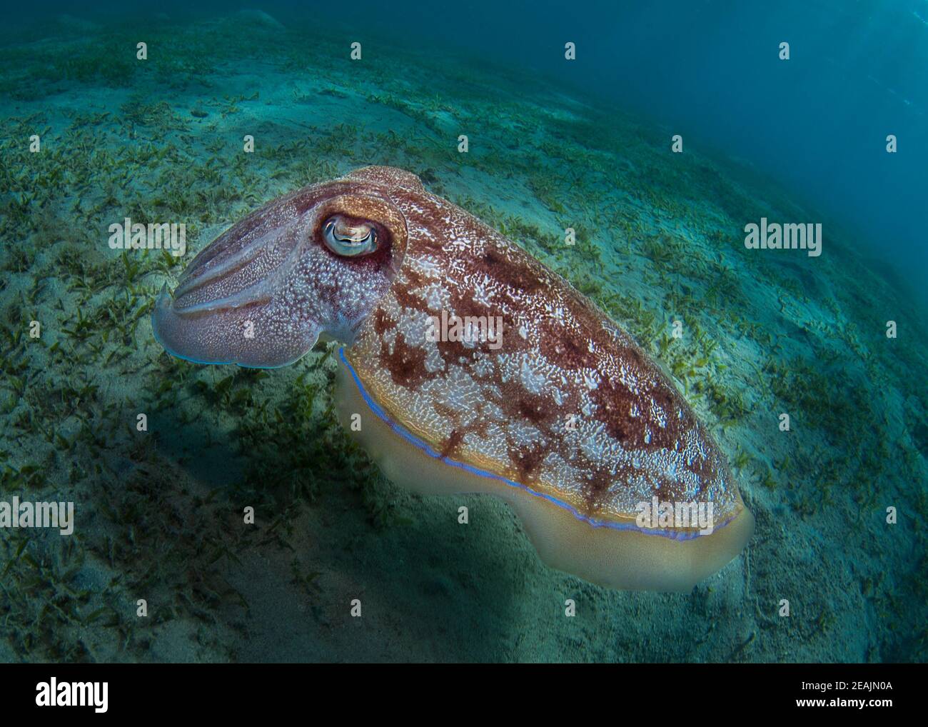 Cuttlefish in red sea hi-res stock photography and images - Alamy