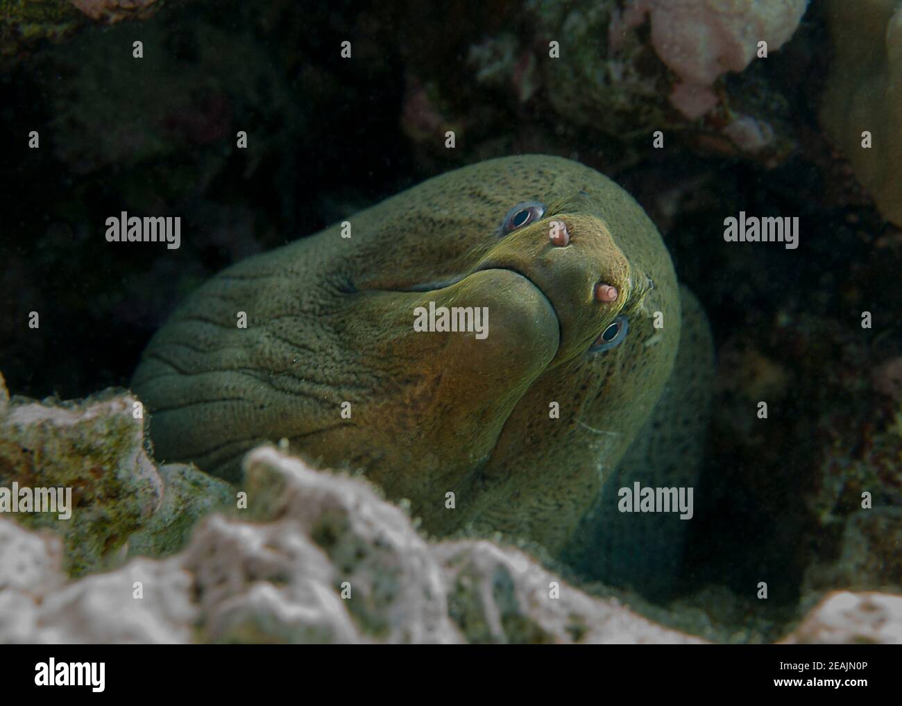 Giant moray eel Stock Photo - Alamy