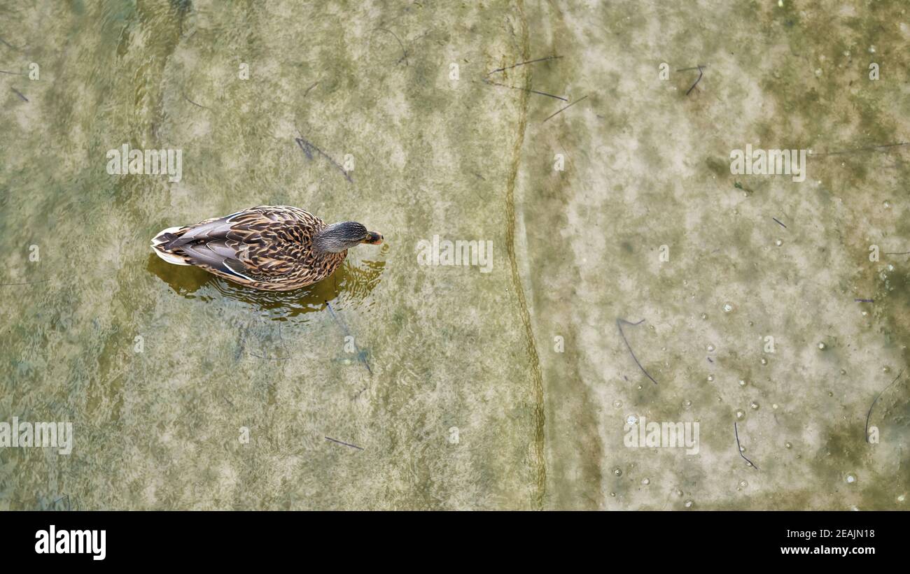 Aerial photo of a duck in water on the german Baltic coast Stock Photo ...