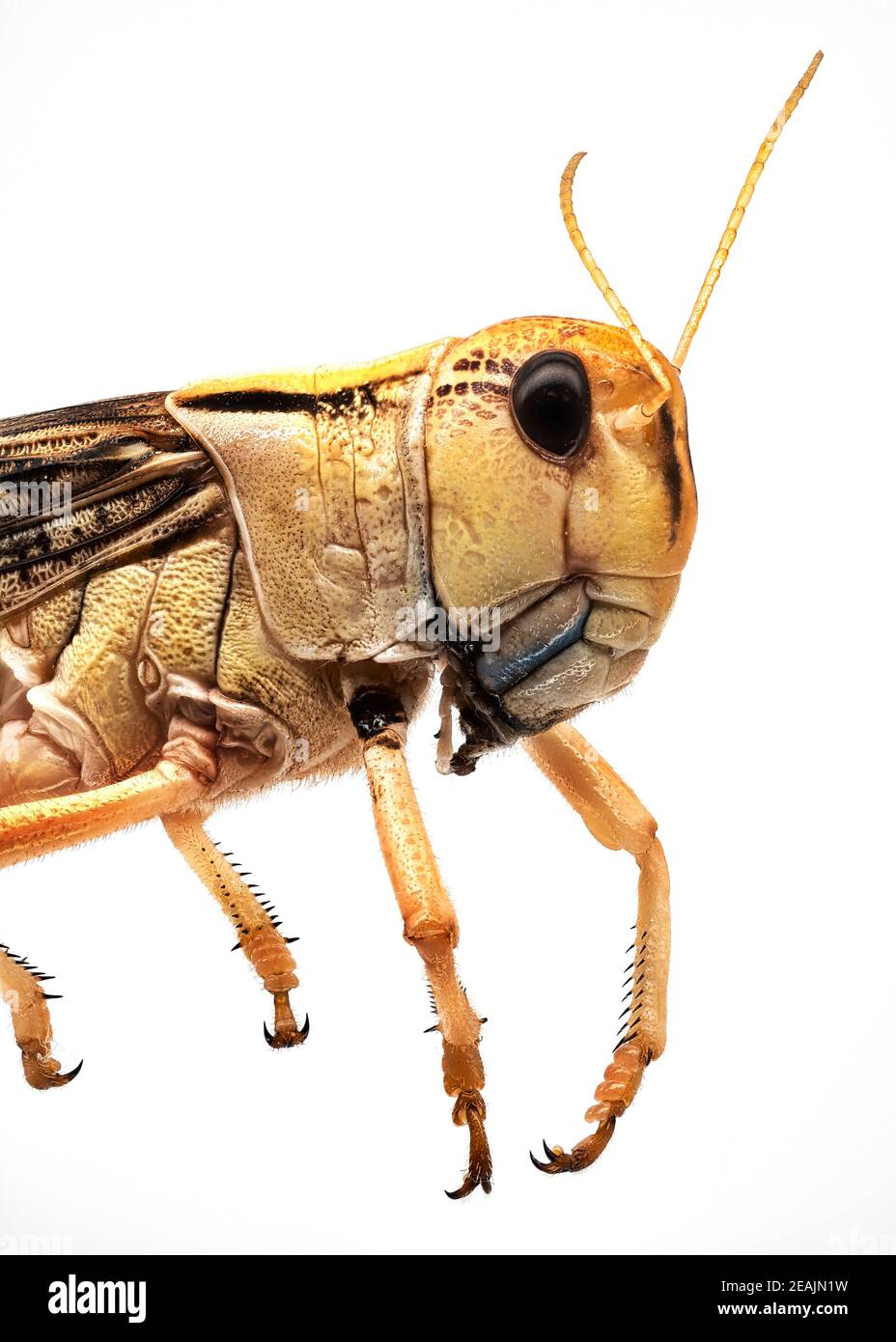 Insect locust up close hi-res stock photography and images - Alamy
