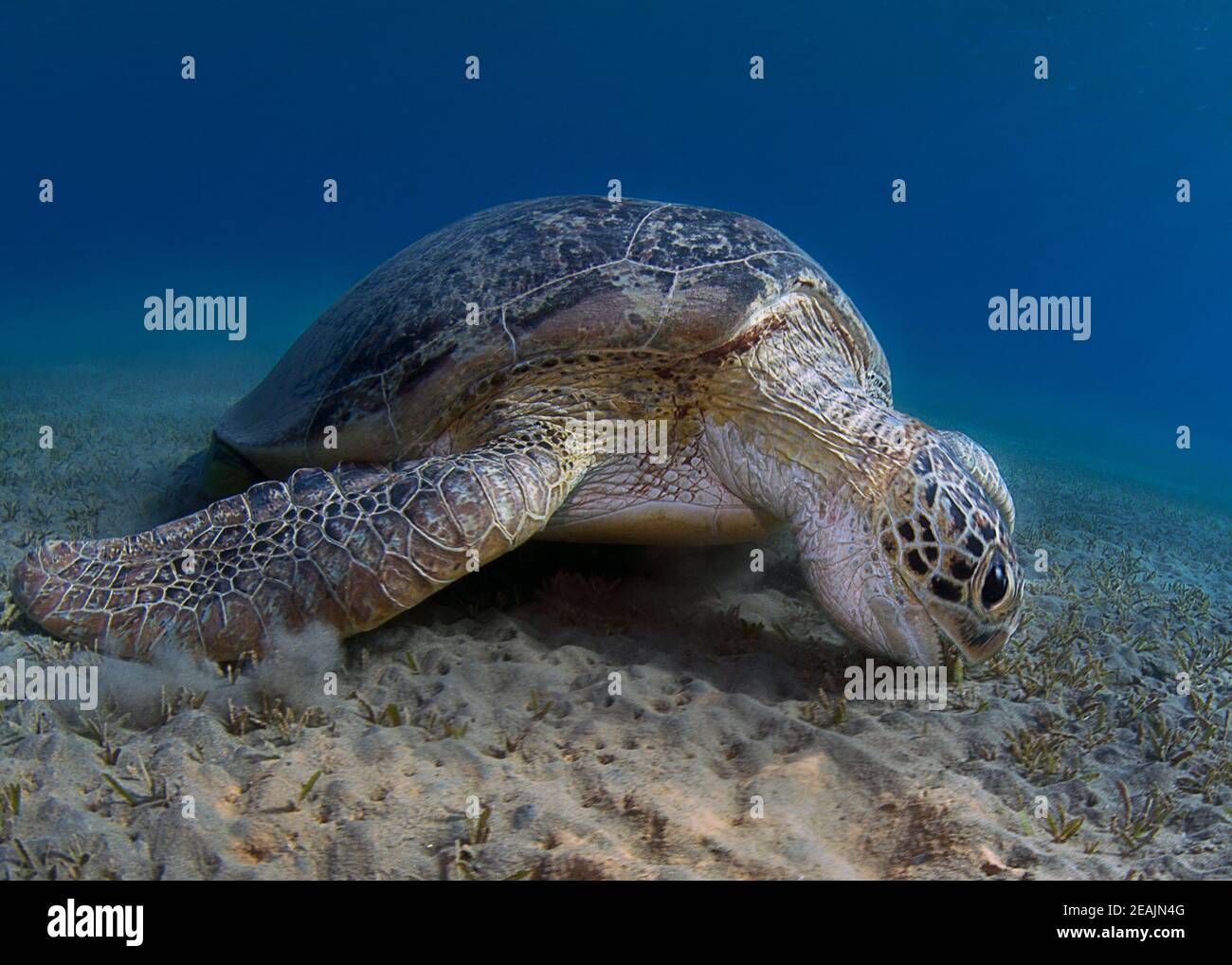 Underwater turtle grass hi-res stock photography and images - Alamy
