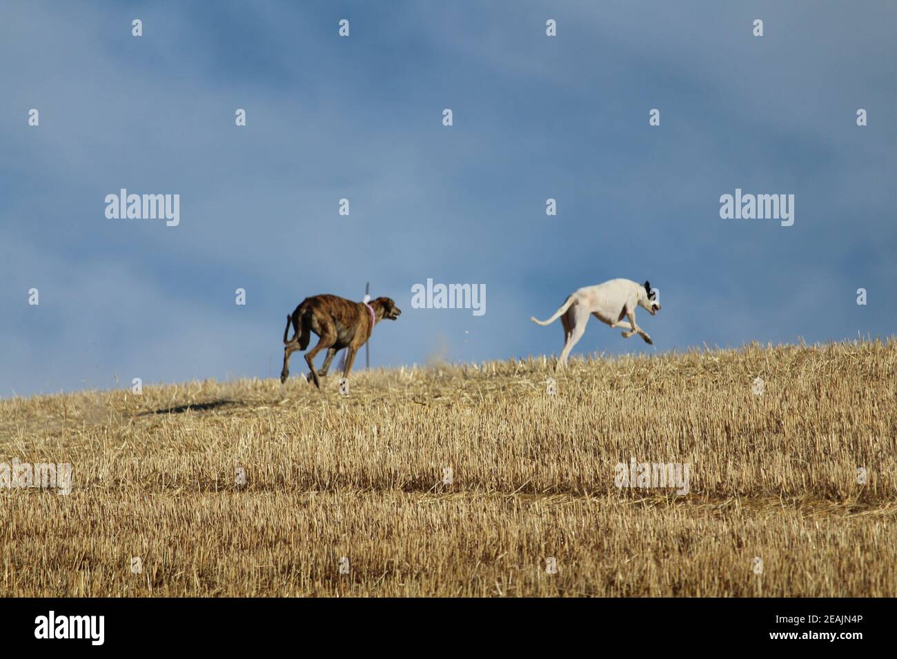 Spanish greyhound in mechanical hare race in the countryside Stock ...