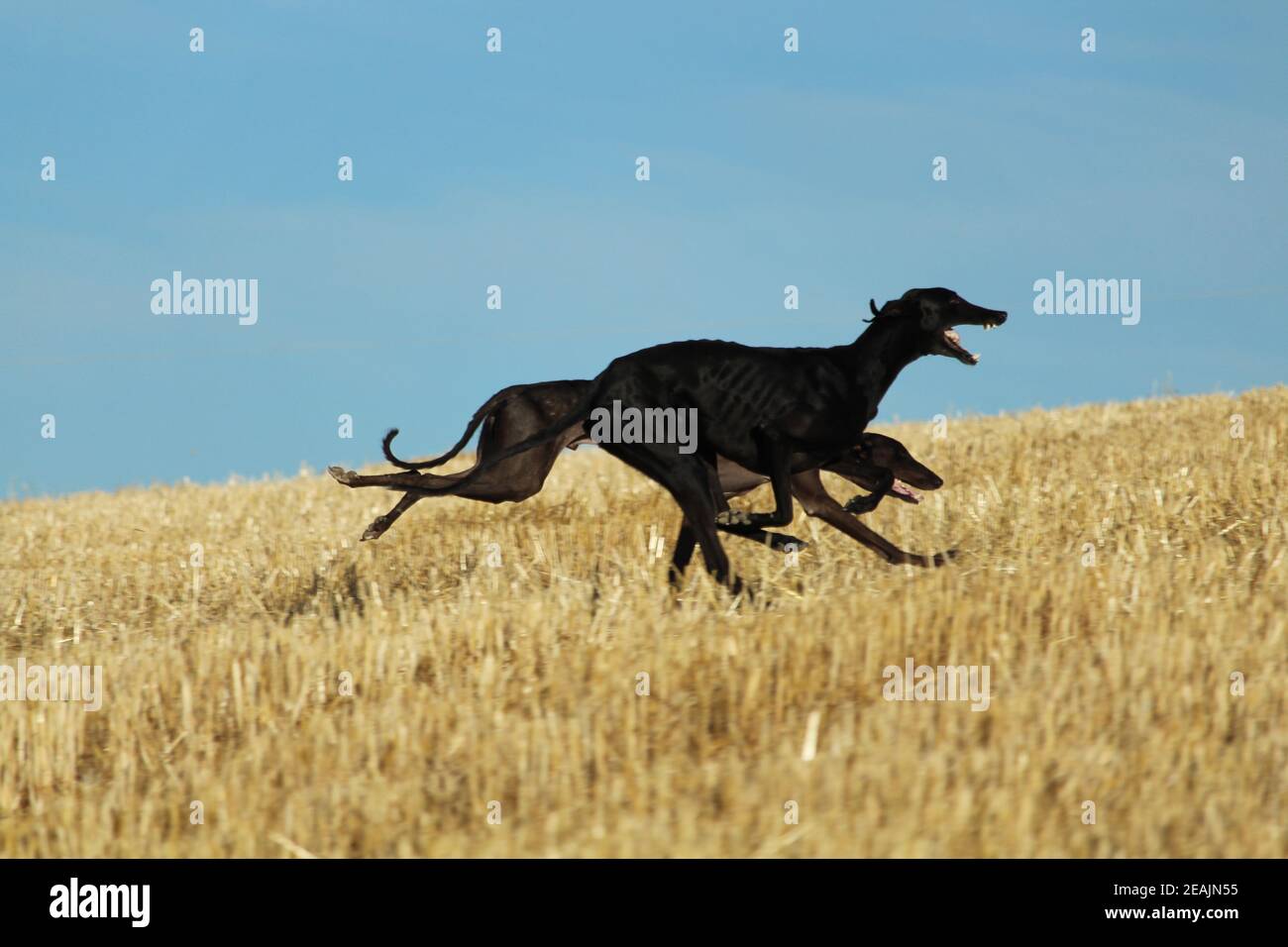 Spanish greyhound in mechanical hare race in the countryside Stock ...