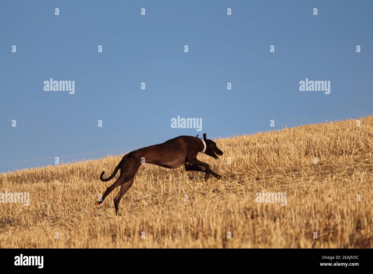 Spanish greyhound in mechanical hare race in the countryside Stock ...