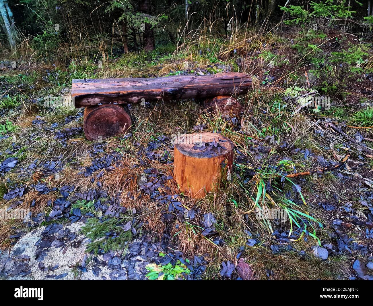 Wooden bench forest hi-res stock photography and images - Alamy