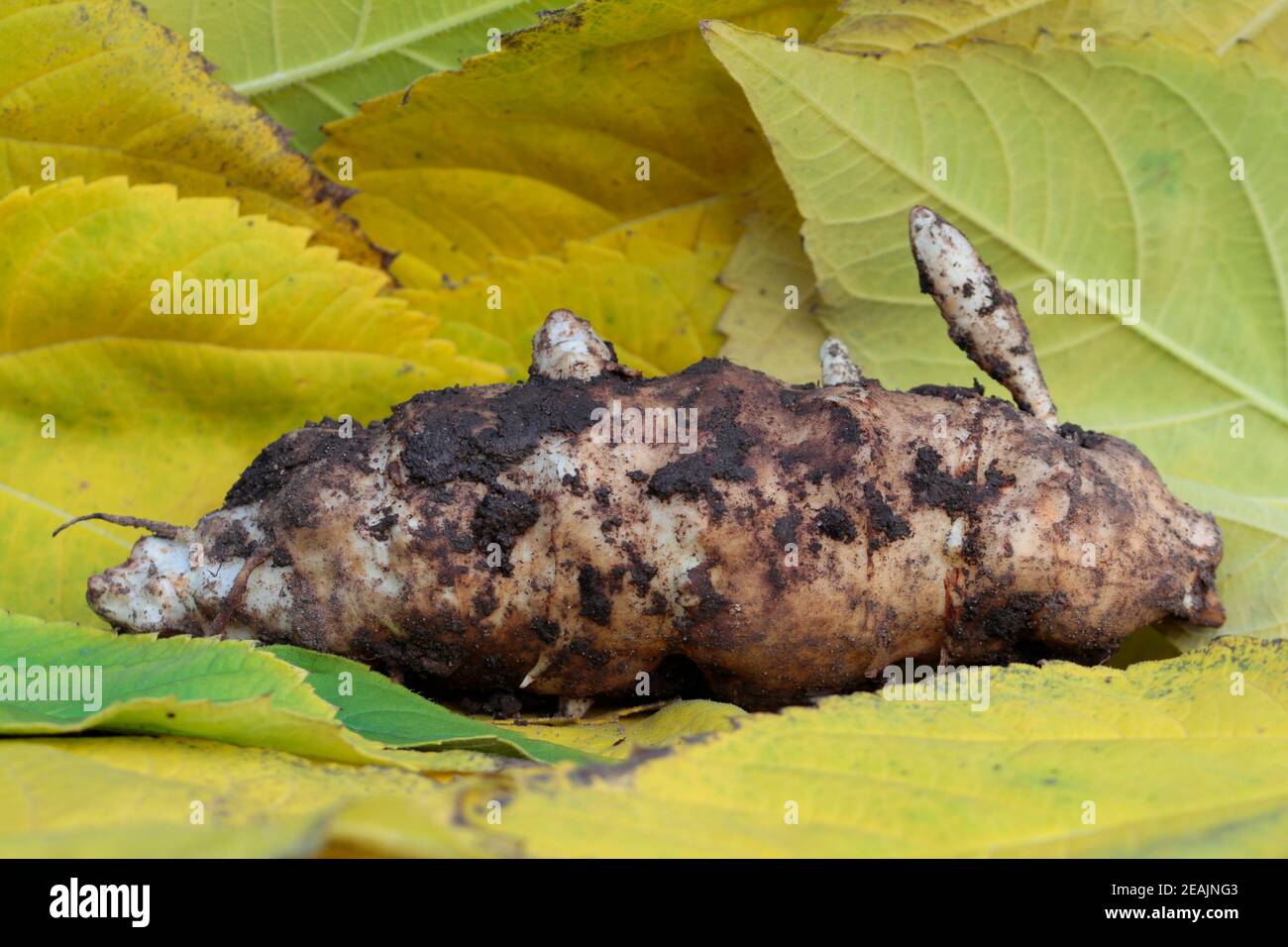 Edible root hi-res stock photography and images - Alamy