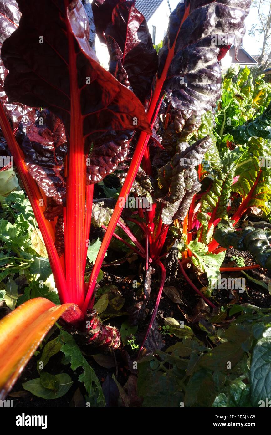 Swiss chard (Beta vulgaris) with coloured stem Stock Photo - Alamy