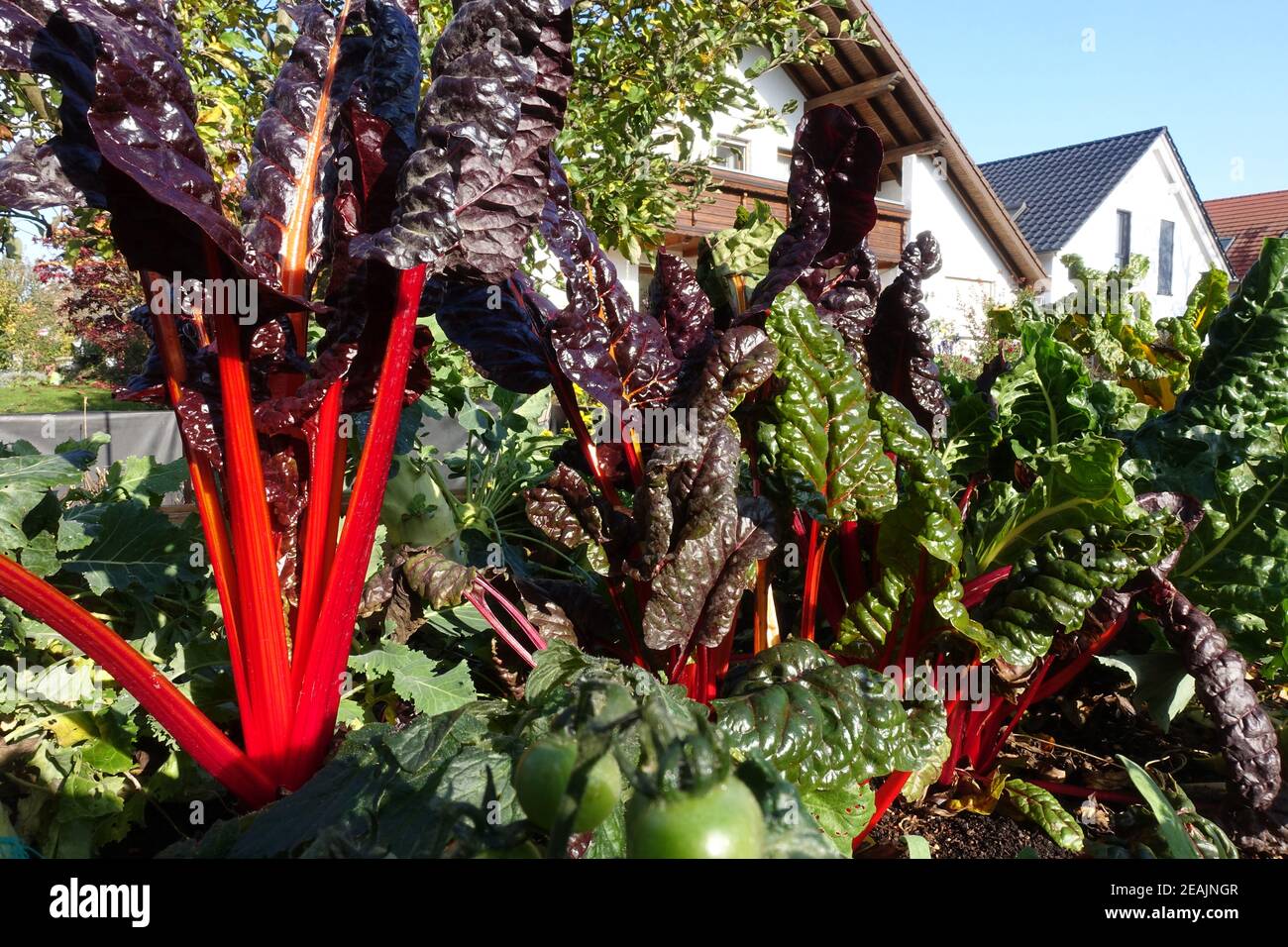 Swiss chard (Beta vulgaris) with coloured stem Stock Photo - Alamy