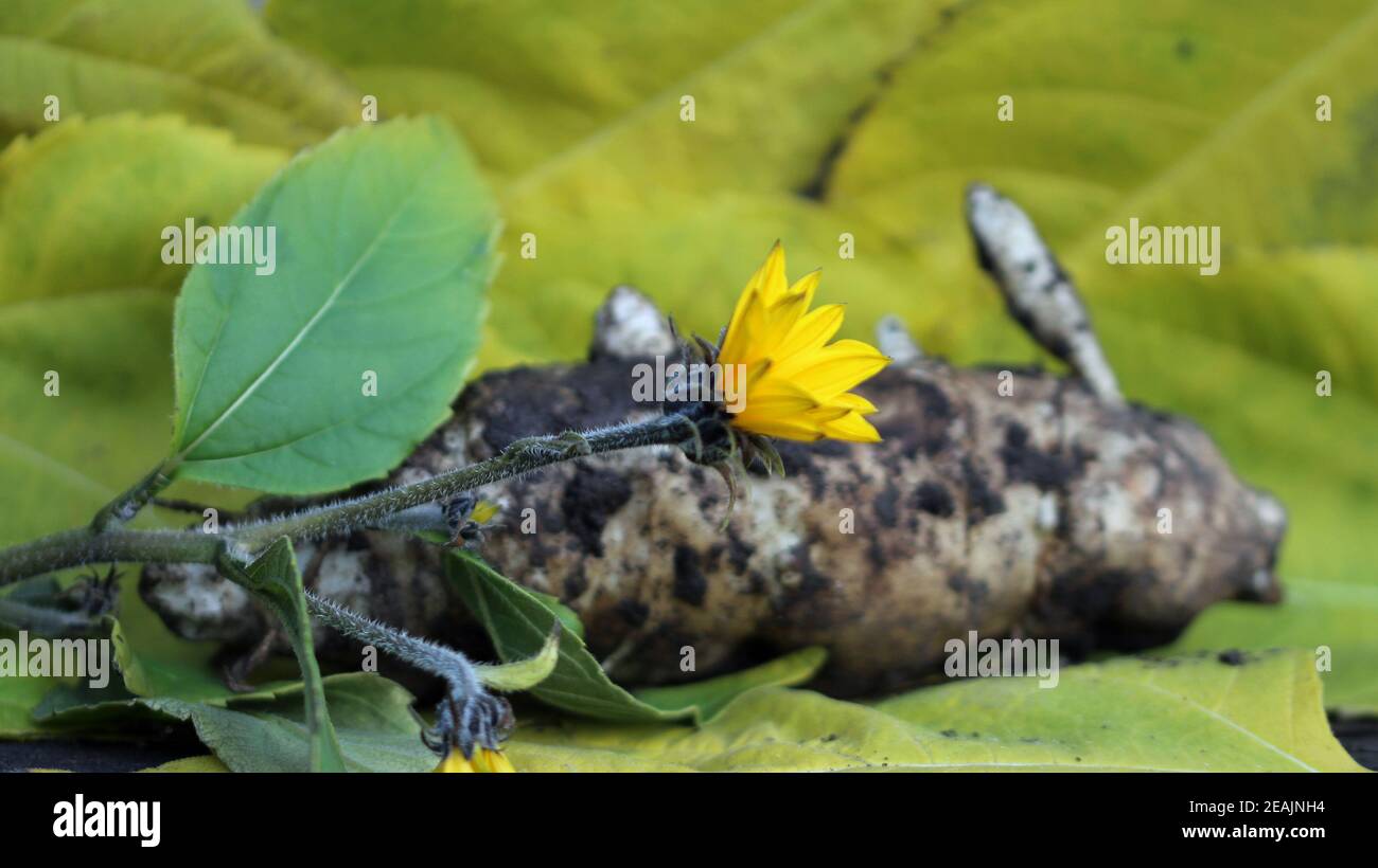 Edible root hi-res stock photography and images - Alamy