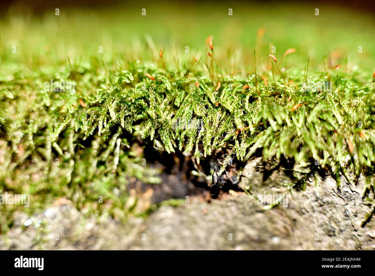 green moss in forest mulch enlarged Stock Photo - Alamy