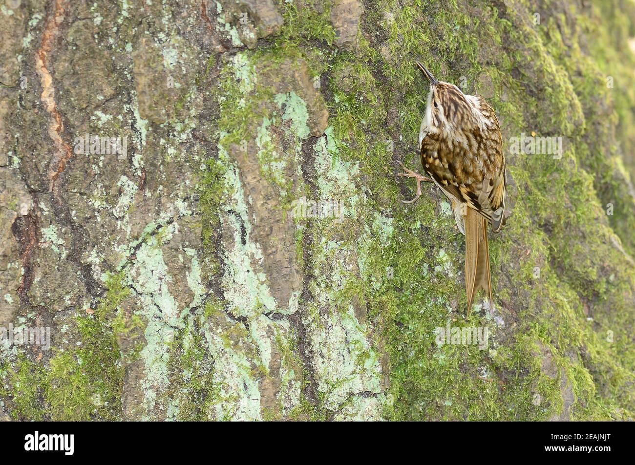 Treecreeper on oak tree bark Stock Photo - Alamy