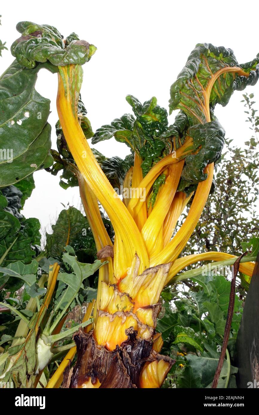 Swiss chard (Beta vulgaris) with coloured stem Stock Photo - Alamy