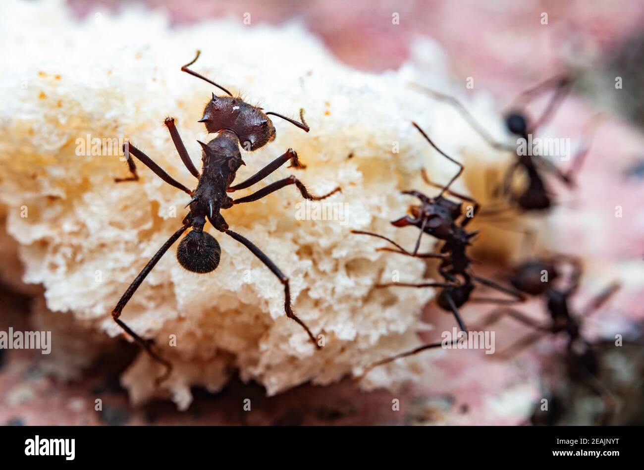 Leaf cutter ants Stock Photo - Alamy