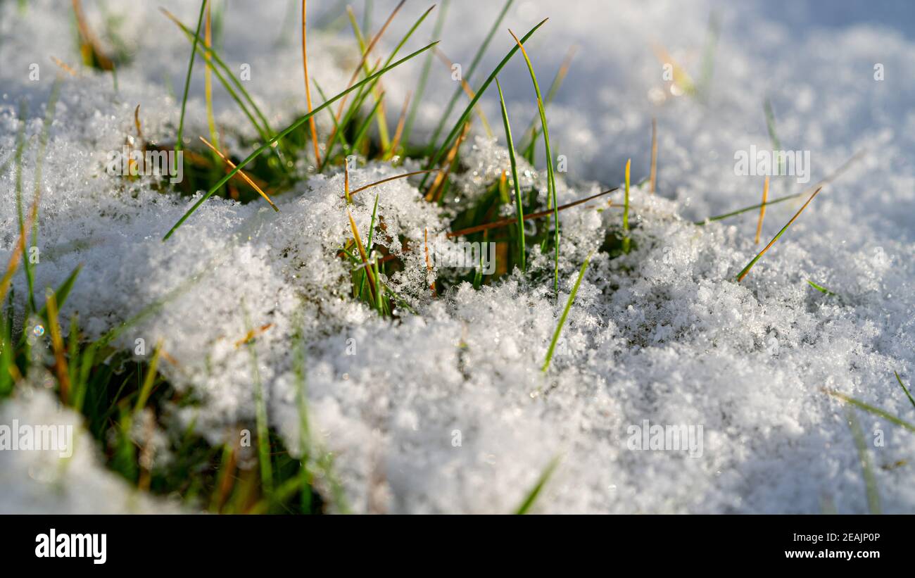 Green Grass Field with Morning melting Snow and Frost forming ice ...