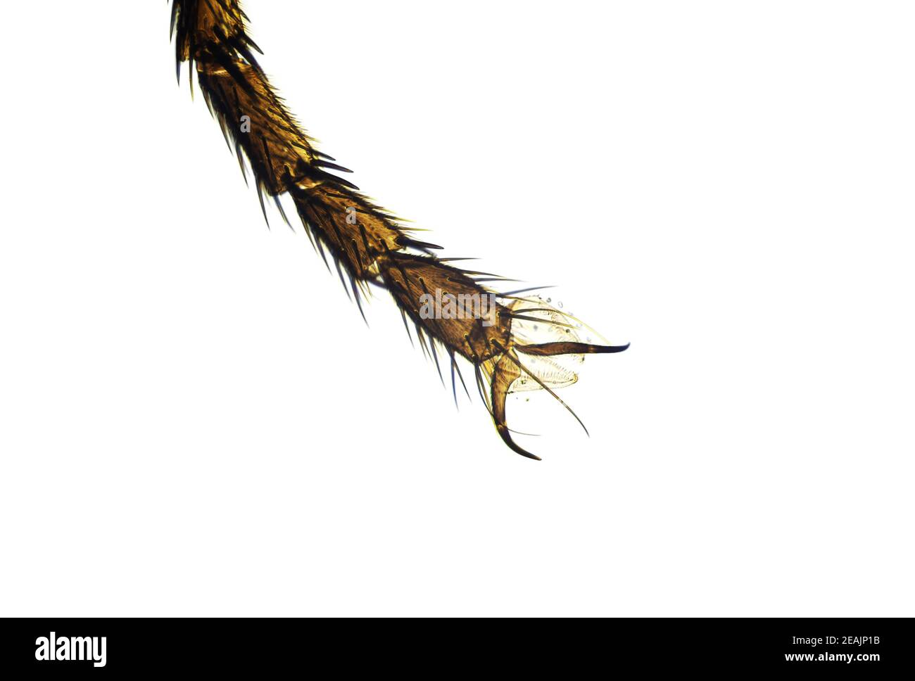 Housefly leg with bristles and claws under the light microscope ...