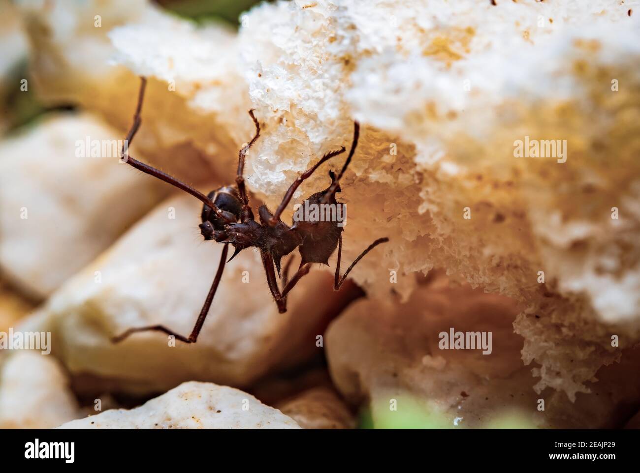 Leaf cutter ants Stock Photo - Alamy
