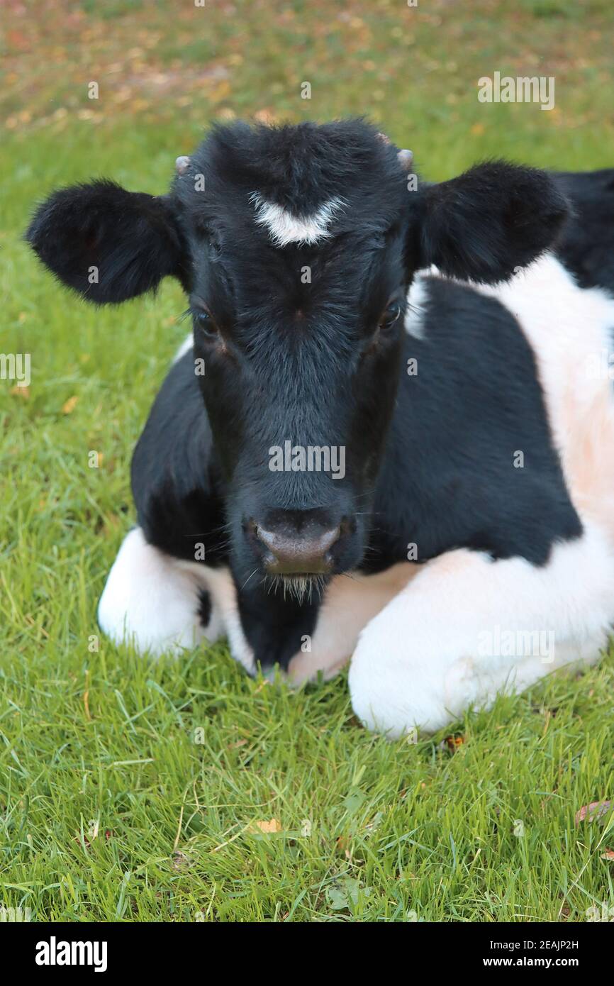 Portrait of a young bull Stock Photo - Alamy