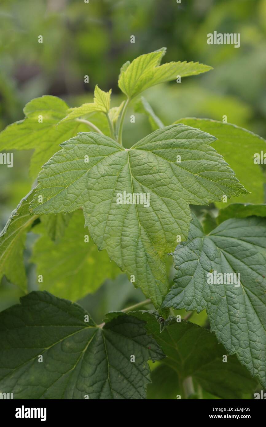 Currant bush hi-res stock photography and images - Alamy