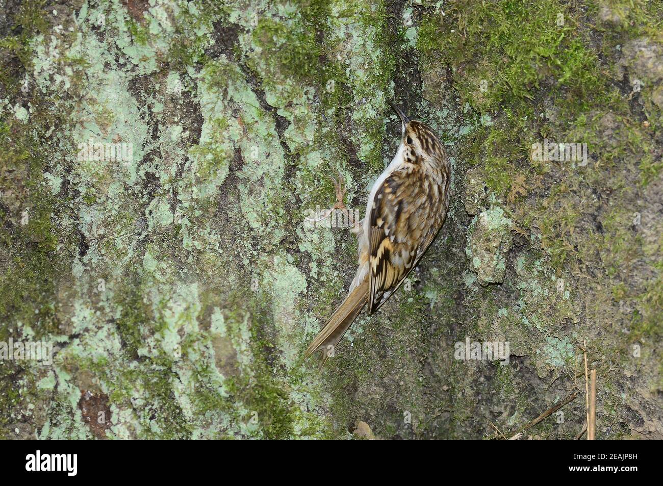 Treecreeper on oak tree bark Stock Photo - Alamy
