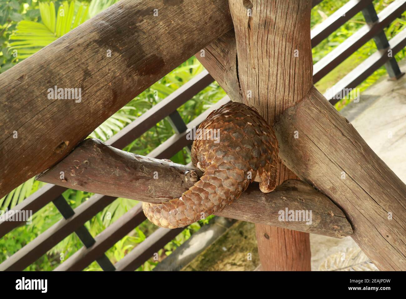 trenggiling climbs over wooden construction. Pangolin Manis javanica ...