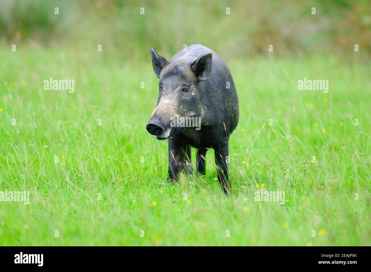 Female wild boar in field. Devon UK July 2014 Stock Photo - Alamy