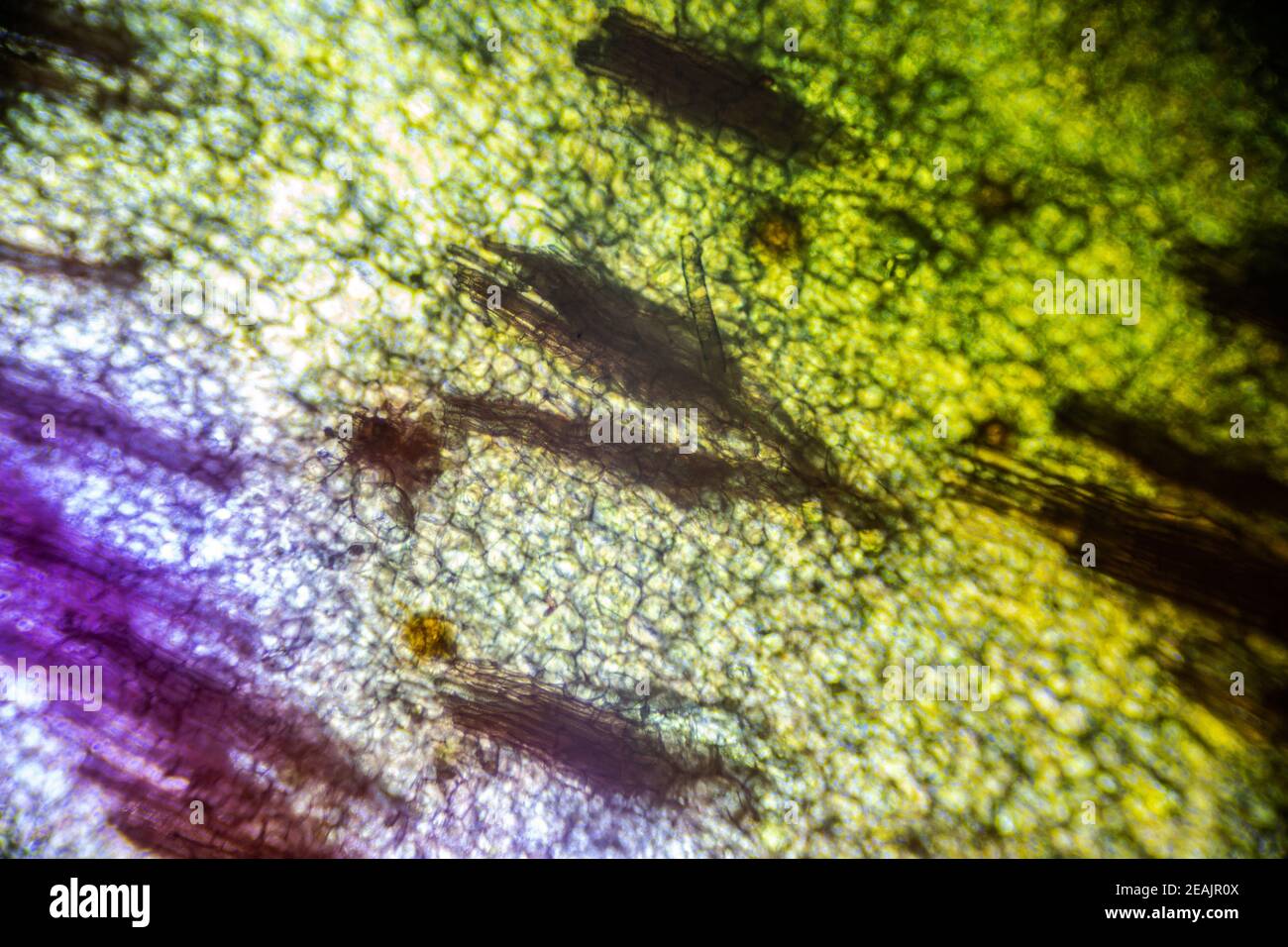 A ginger root under the light microscope Stock Photo - Alamy