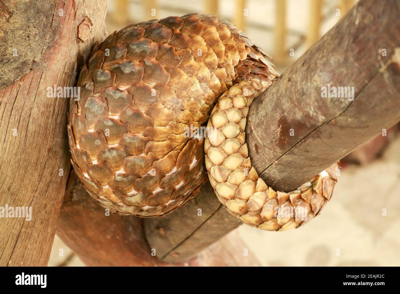 trenggiling is sleeping over on wooden construction. Pangolin Manis ...