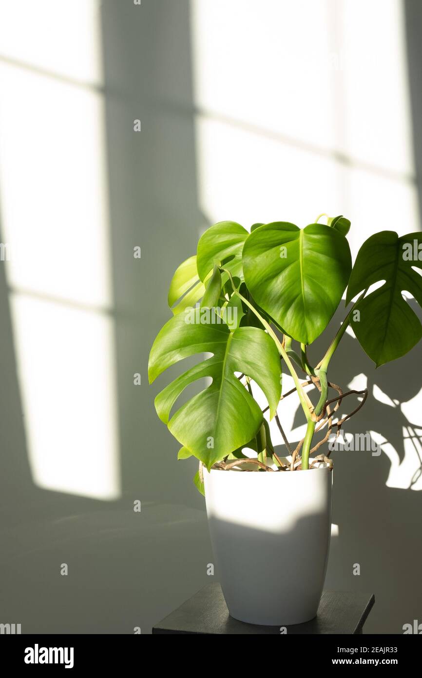 Vertical. Monstera plant in a white pot on a grey background. The ...