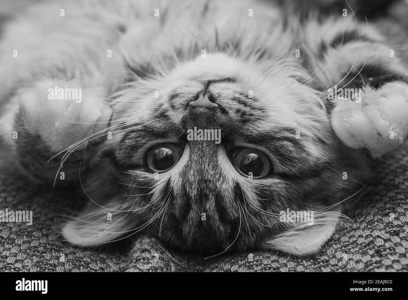 Pretty little cute Black and White Stock Photos & Images - Alamy