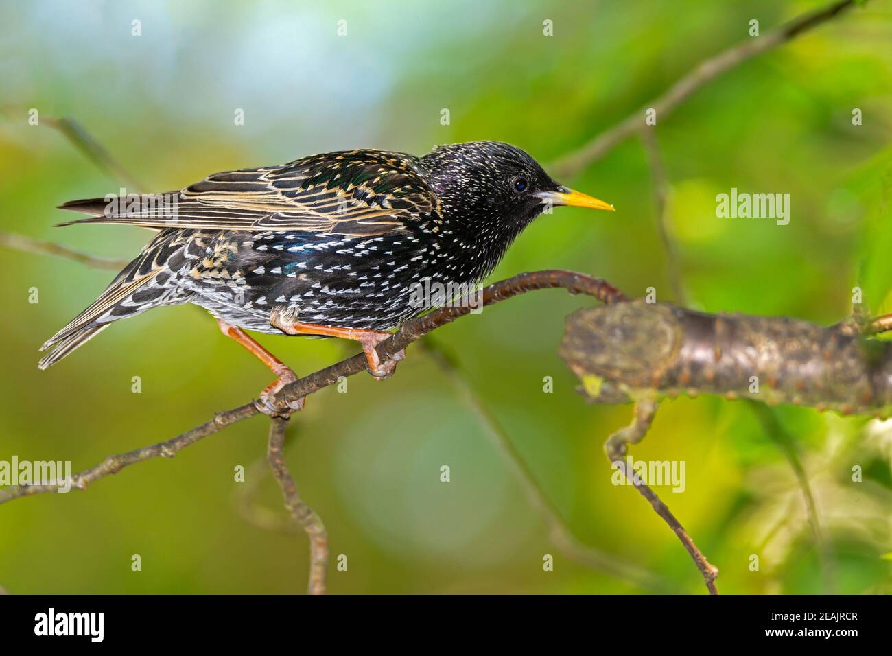 Bird Beak Closeup Hi res Stock Photography And Images Alamy Bird Beak Closeup Hi res Stock Photography And Images Alamy
