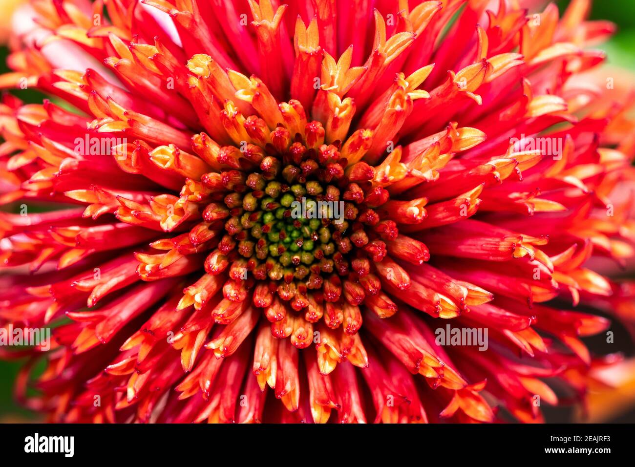 Macro flower abstract hi-res stock photography and images - Alamy