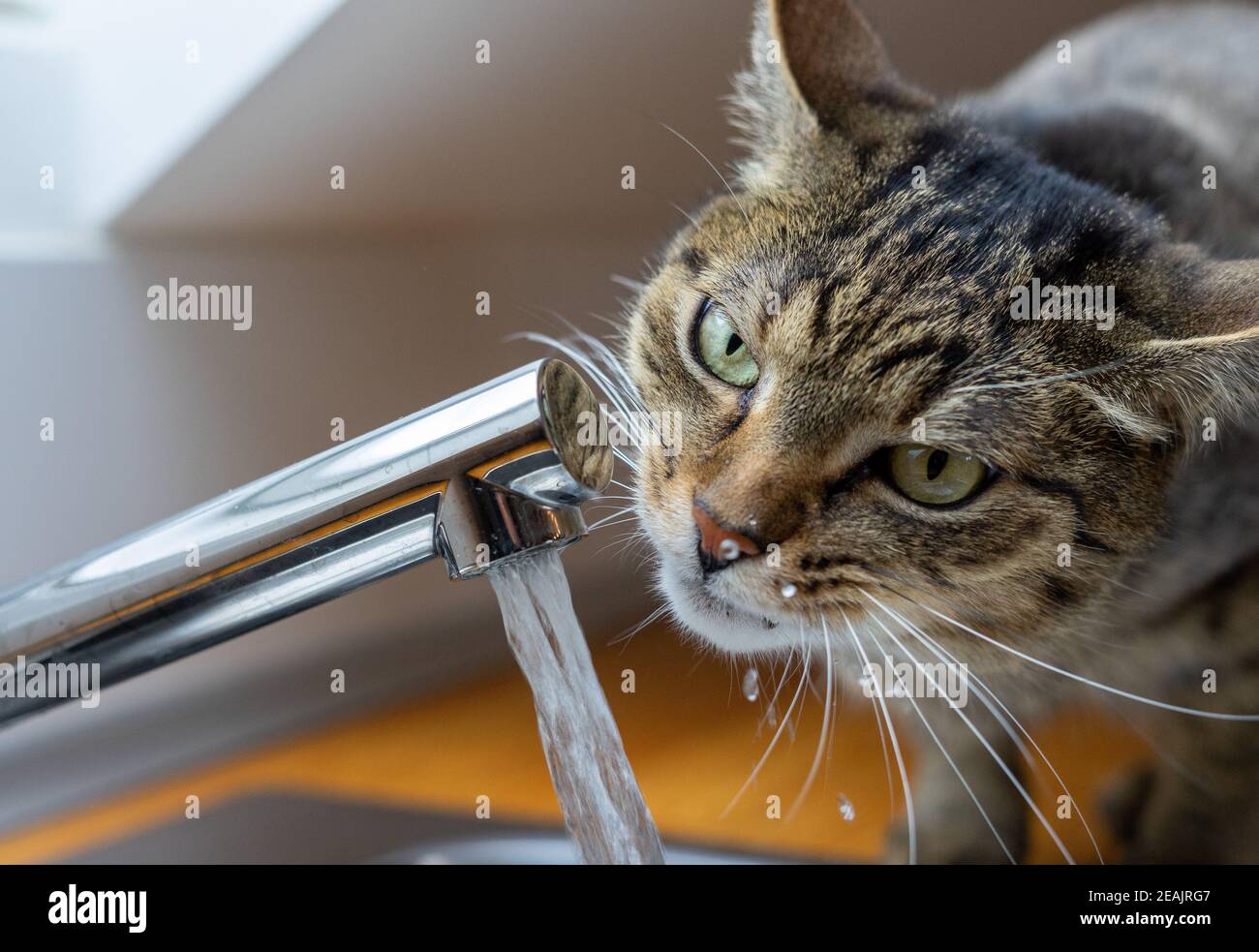 Drinking from the tap hi-res stock photography and images - Alamy