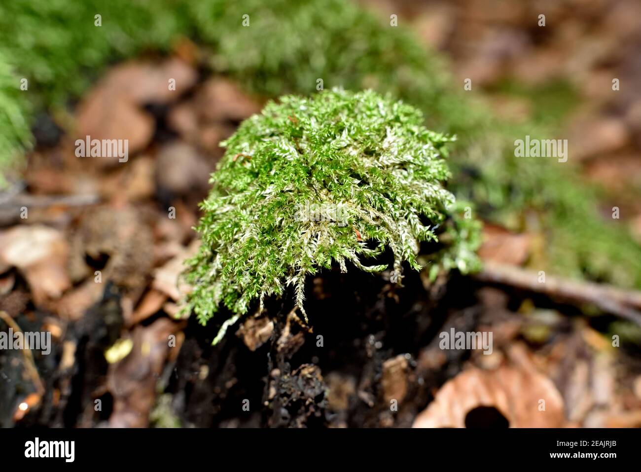 green moss in forest mulch enlarged Stock Photo - Alamy