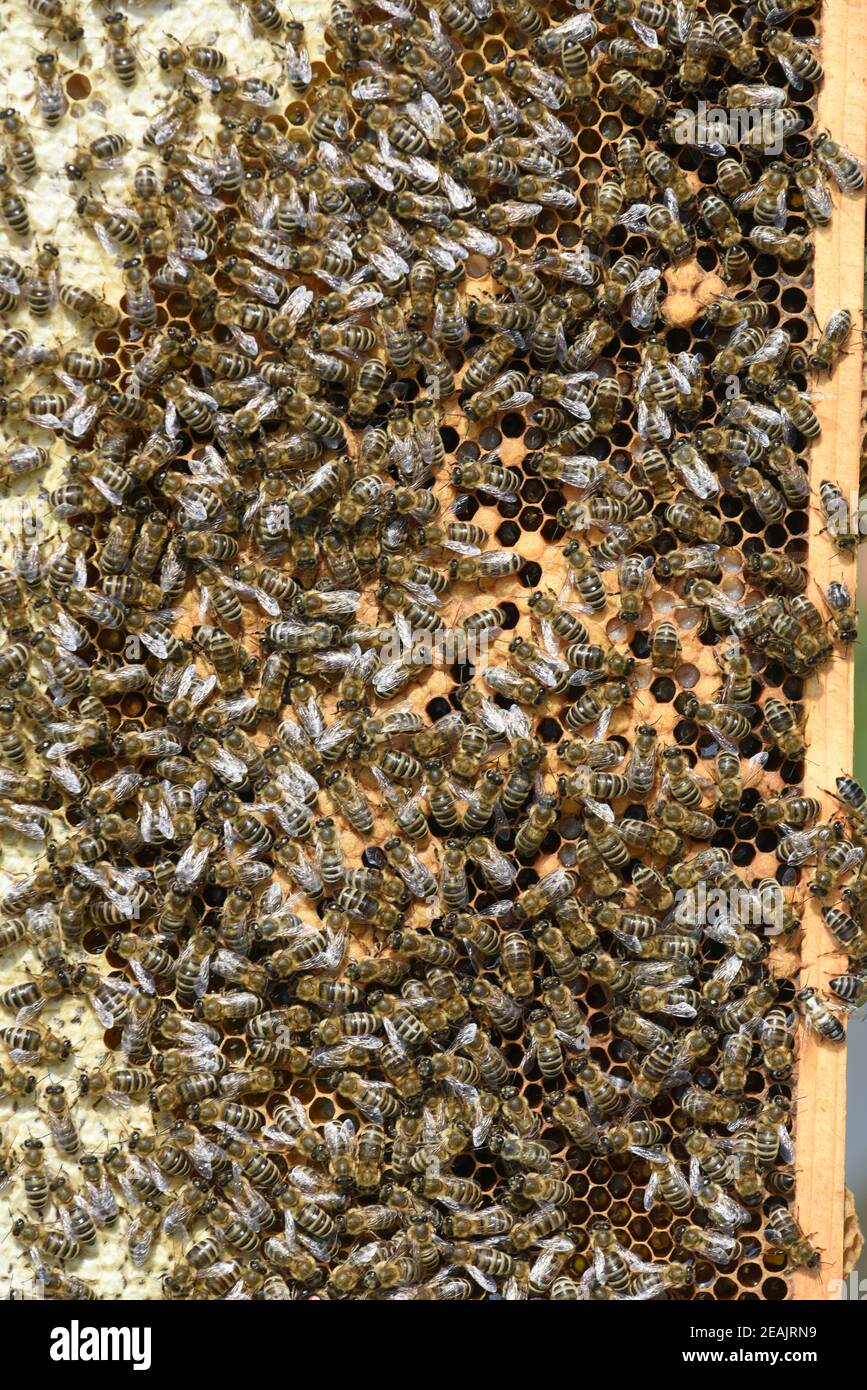 Bee sting pictures hi-res stock photography and images - Alamy