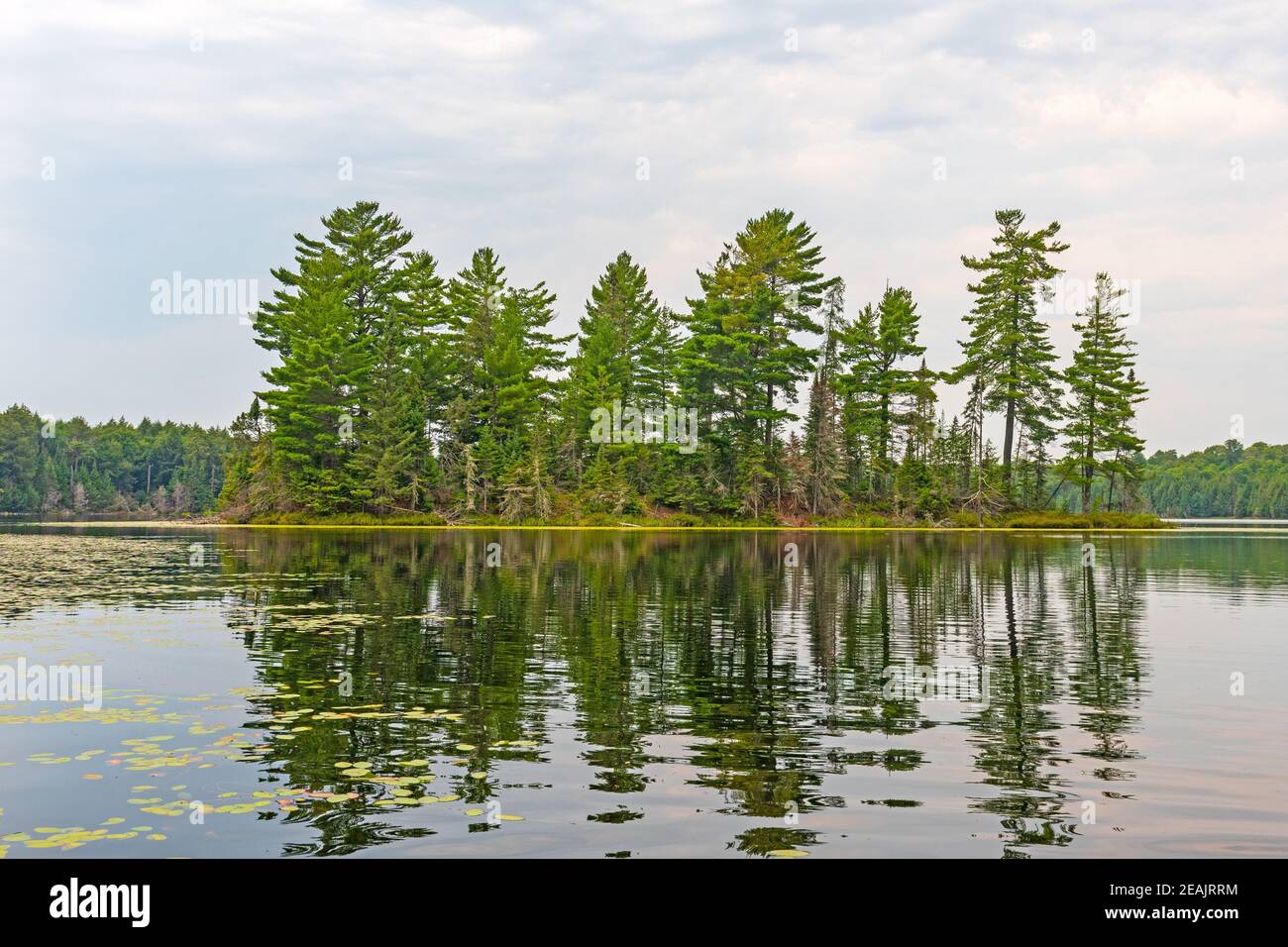 Northern white pines hi-res stock photography and images - Alamy