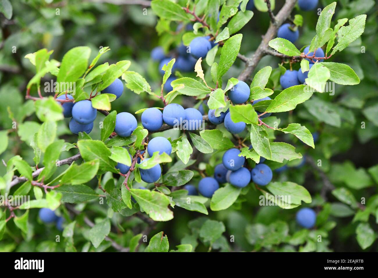 Blue fruits hi-res stock photography and images - Alamy