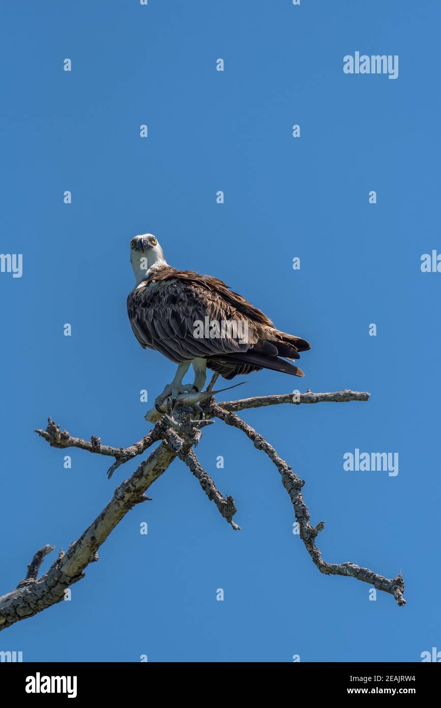 sitting osprey with a fish in its claws, Mexico Stock Photo - Alamy