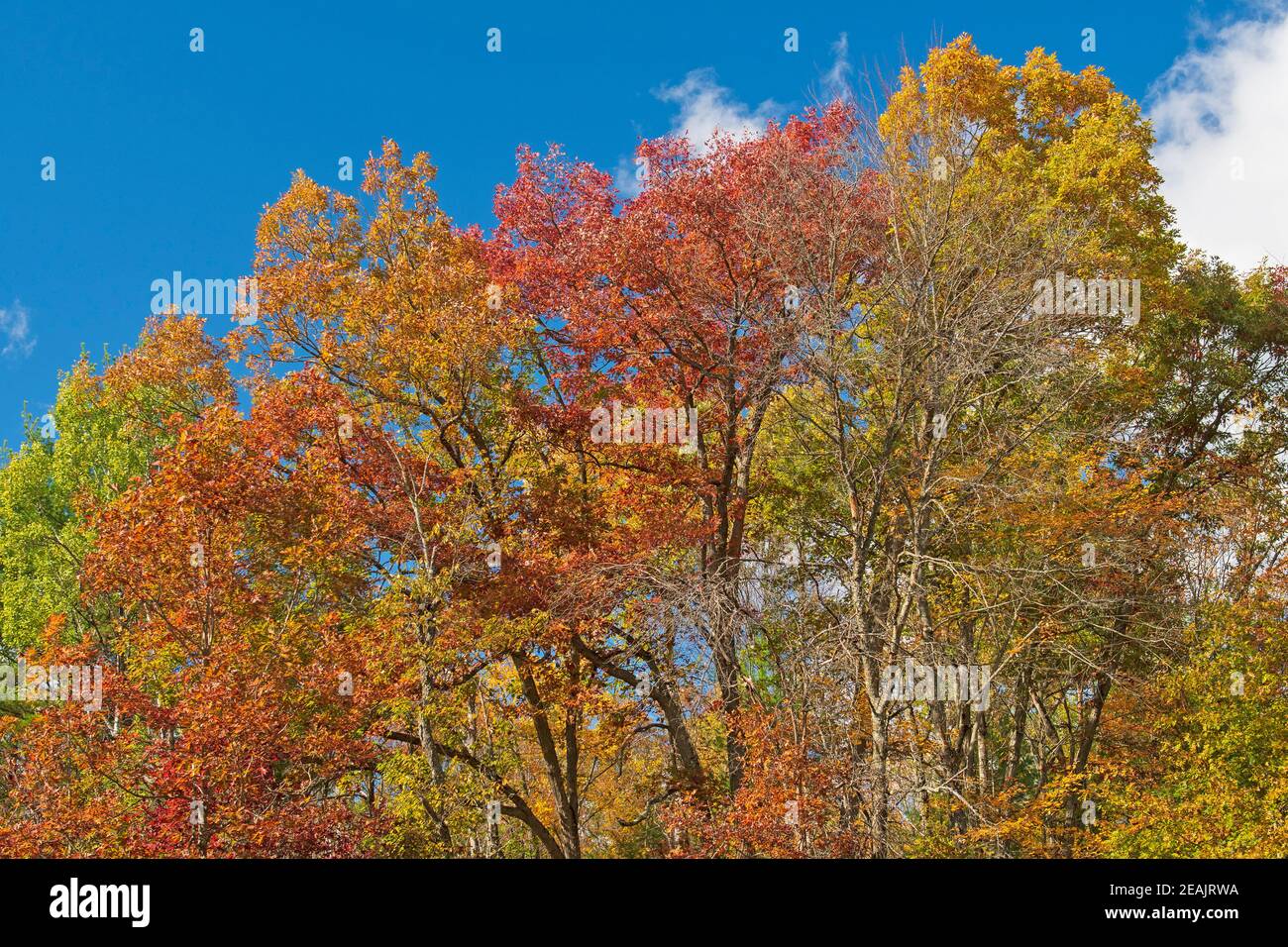 Fall Colors in North Woods Stock Photo - Alamy
