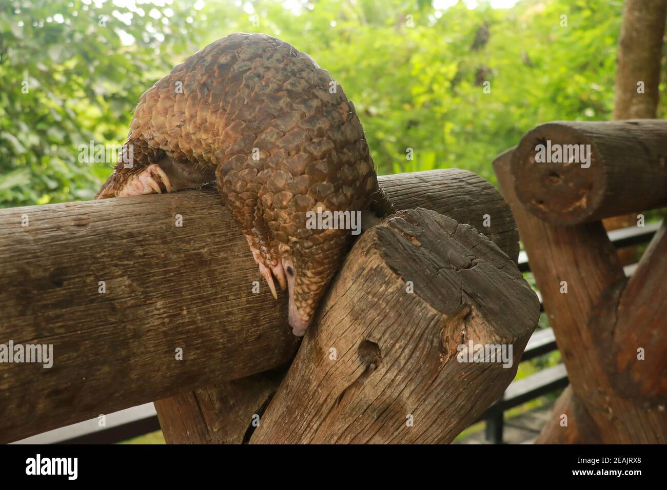 Chinese pangolins hi-res stock photography and images - Alamy
