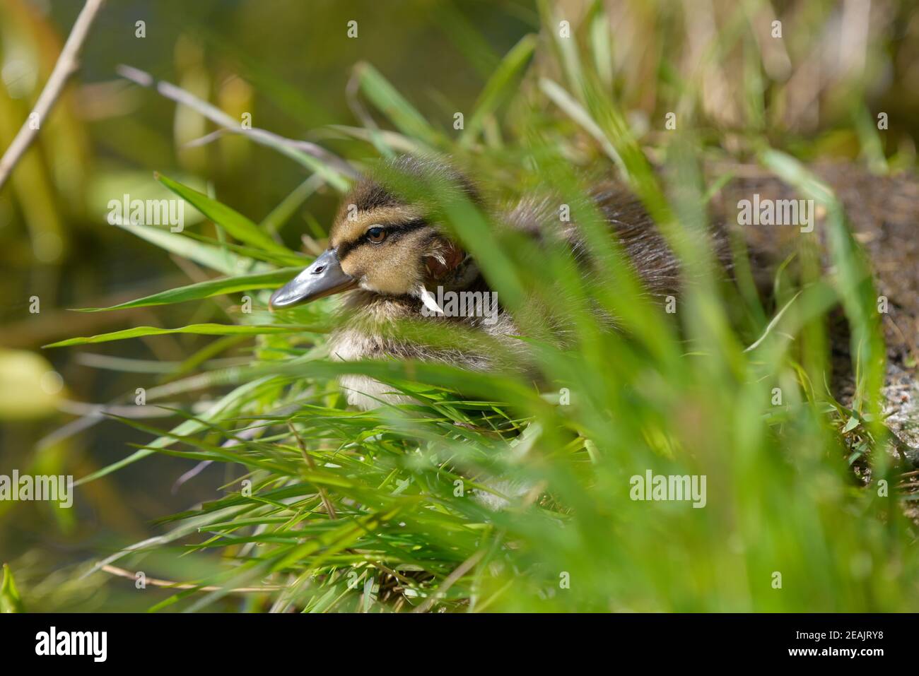 Wounded duck hi-res stock photography and images - Alamy