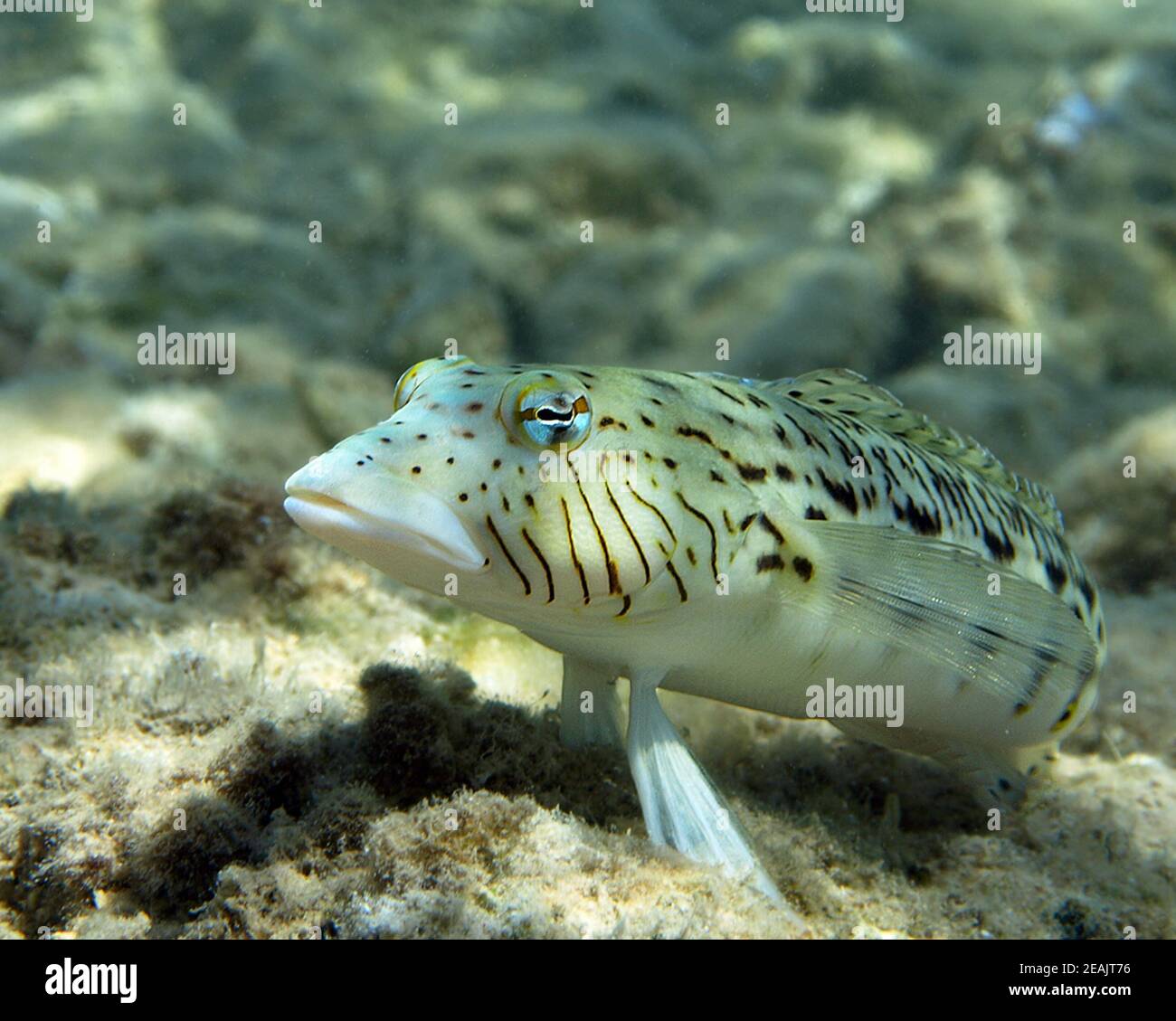 Sandperch hi-res stock photography and images - Alamy