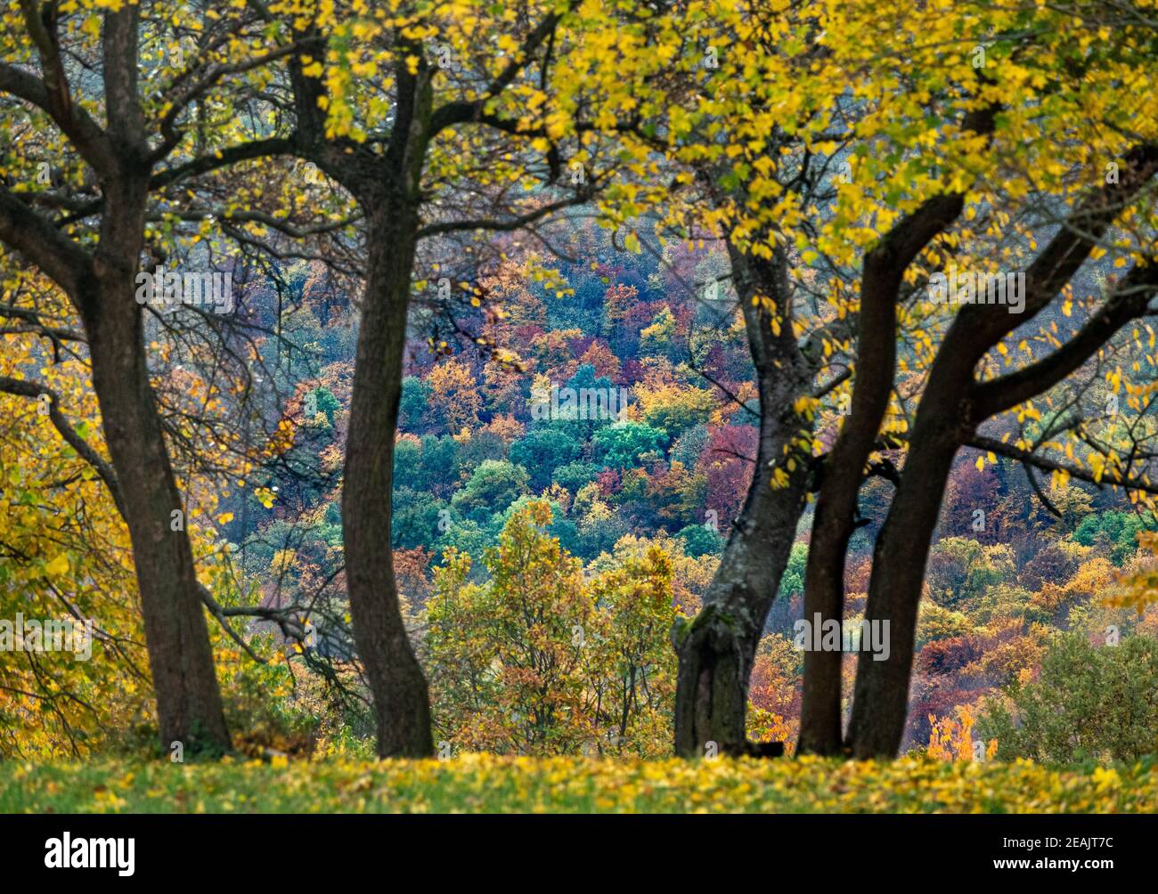 Collection of Beautiful Colorful Autumn trees Stock Photo - Alamy
