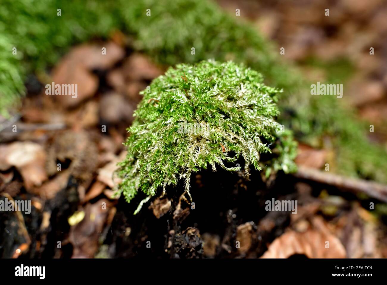 green moss in forest mulch enlarged Stock Photo - Alamy