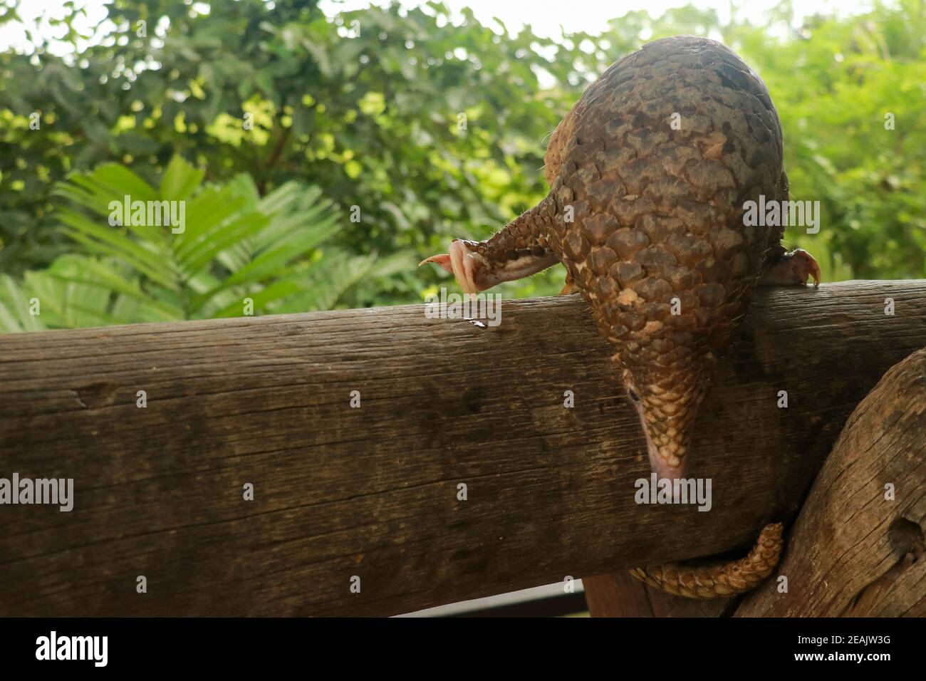 trenggiling climbs over wooden construction. Pangolin Manis javanica ...