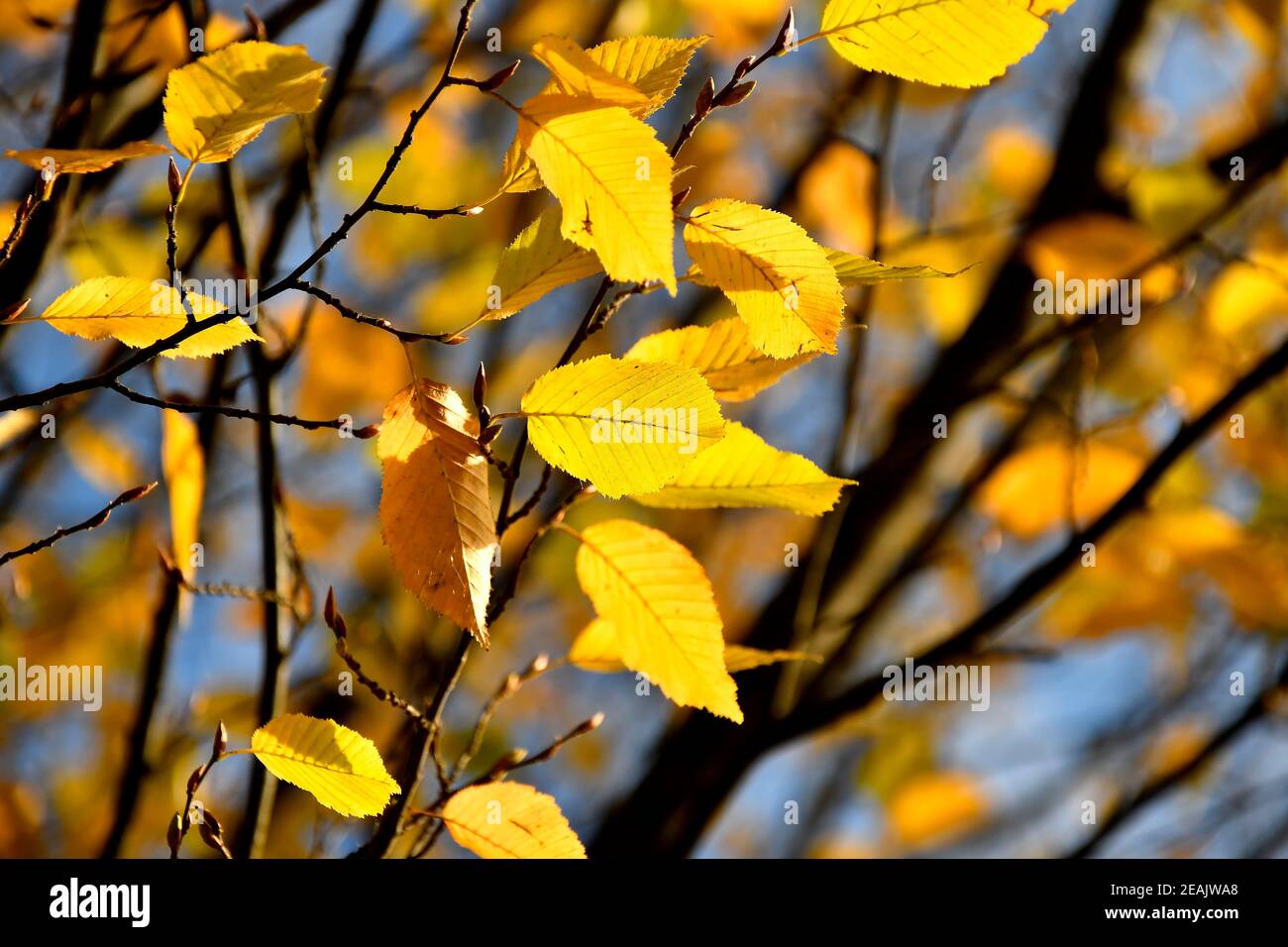 Leaves beech hi-res stock photography and images - Alamy